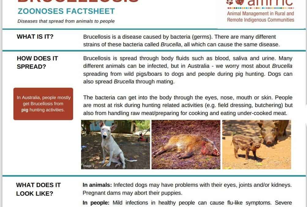 Diseases Caused By Bacteria In Animals