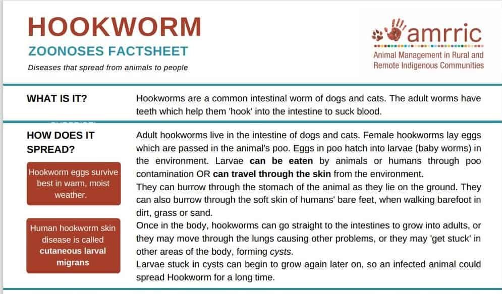 Hookworm - Zoonoses Fact Sheet - AMRRIC