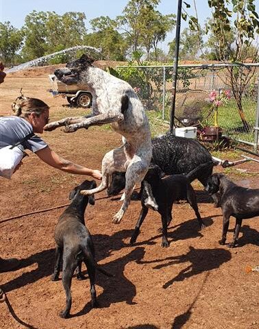 Knuckey Has Happy Pets! - AMRRIC