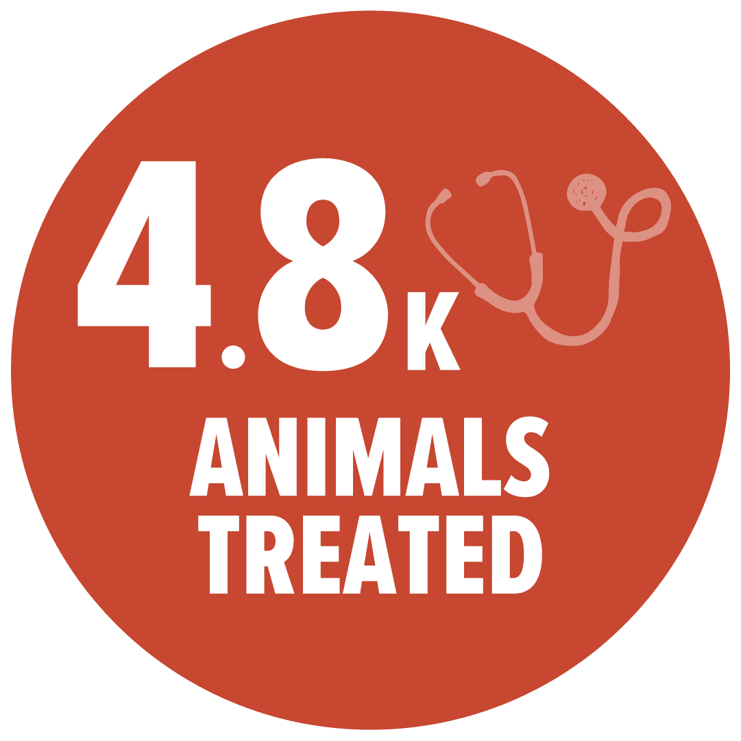 AMRRIC | Animal Management In Rural & Remote Indigenous Communities