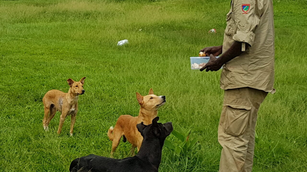 Companion Animal Emergency Management Resources - AMRRIC